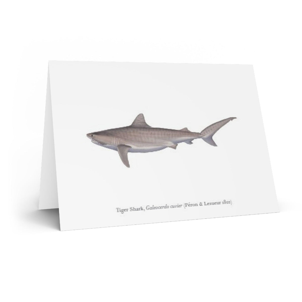 Tiger Shark Greeting Card – Stick Figure Fish Illustration