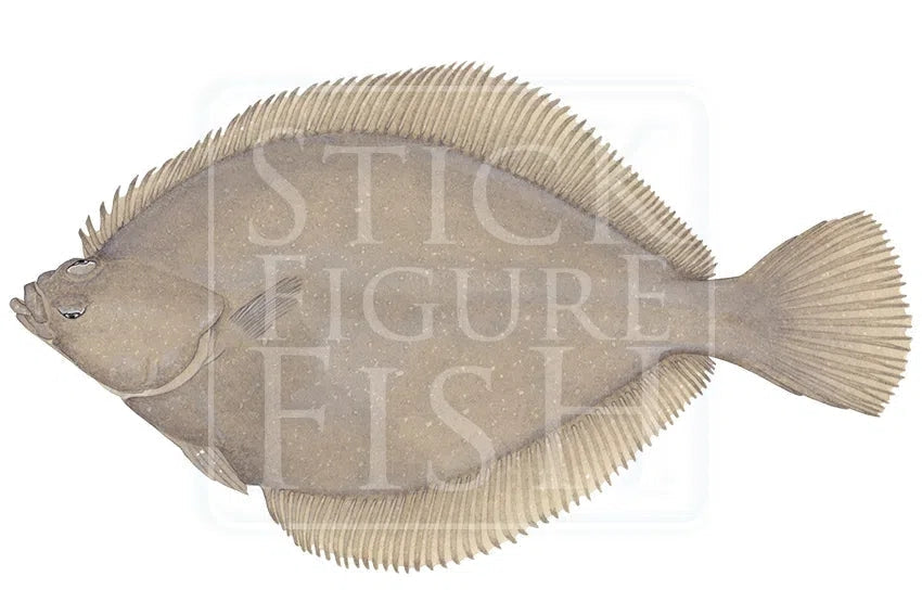 Alaska Plaice – Stick Figure Fish Illustration