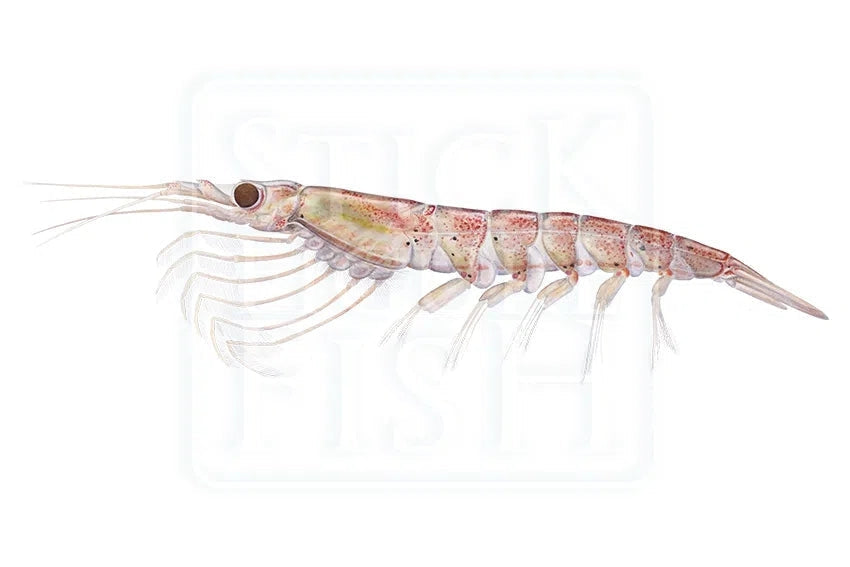 Antarctic Krill – Stick Figure Fish Illustration