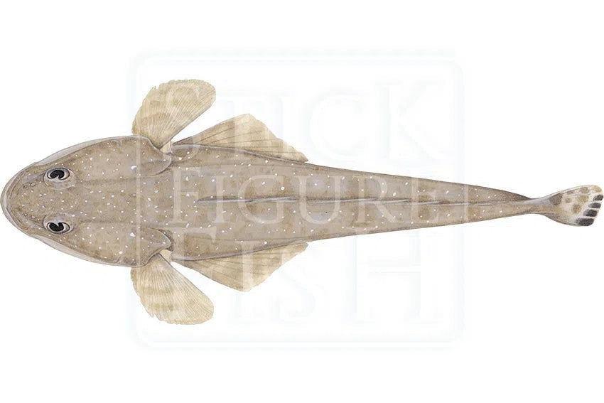 Bluespotted Flathead – Stick Figure Fish Illustration
