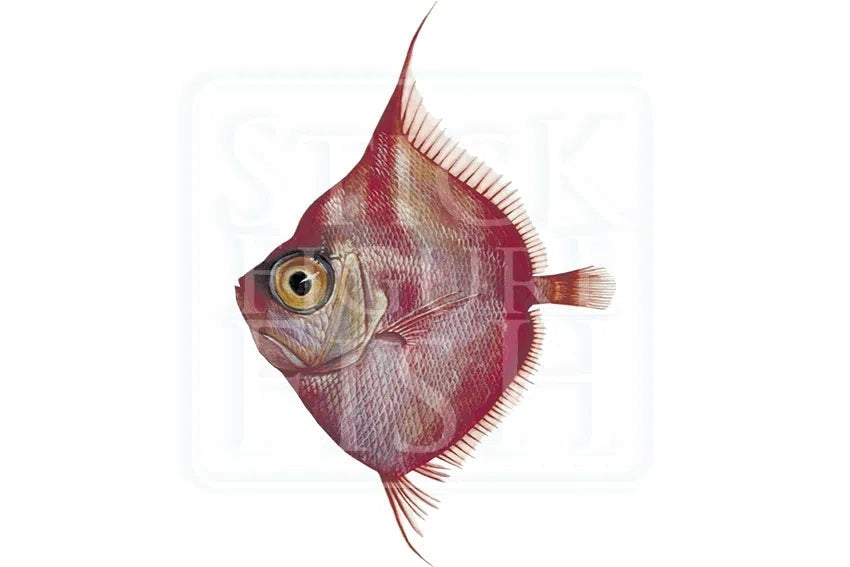 Deepbody Boarfish – Stick Figure Fish Illustration