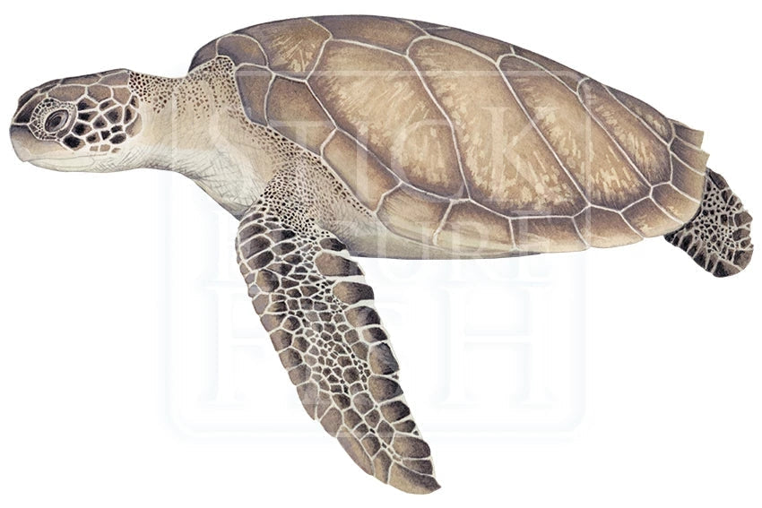 Green Sea Turtle – Stick Figure Fish Illustration