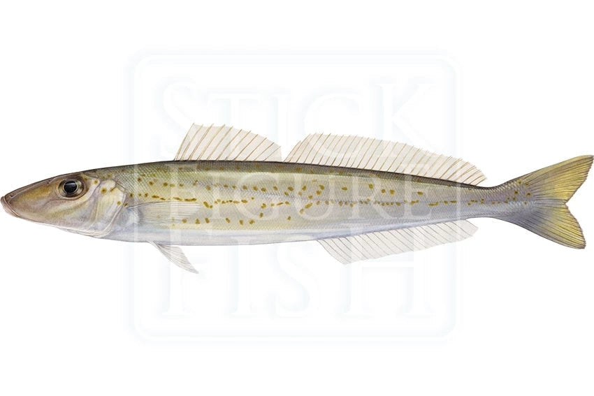 King George Whiting – Stick Figure Fish Illustration