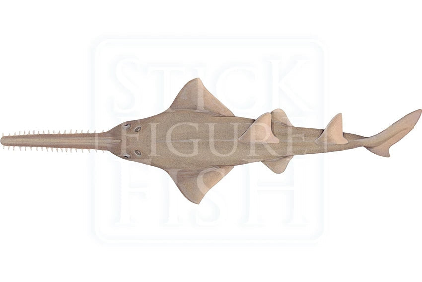 Largetooth Sawfish (Freshwater Sawfish) – Stick Figure Fish Illustration