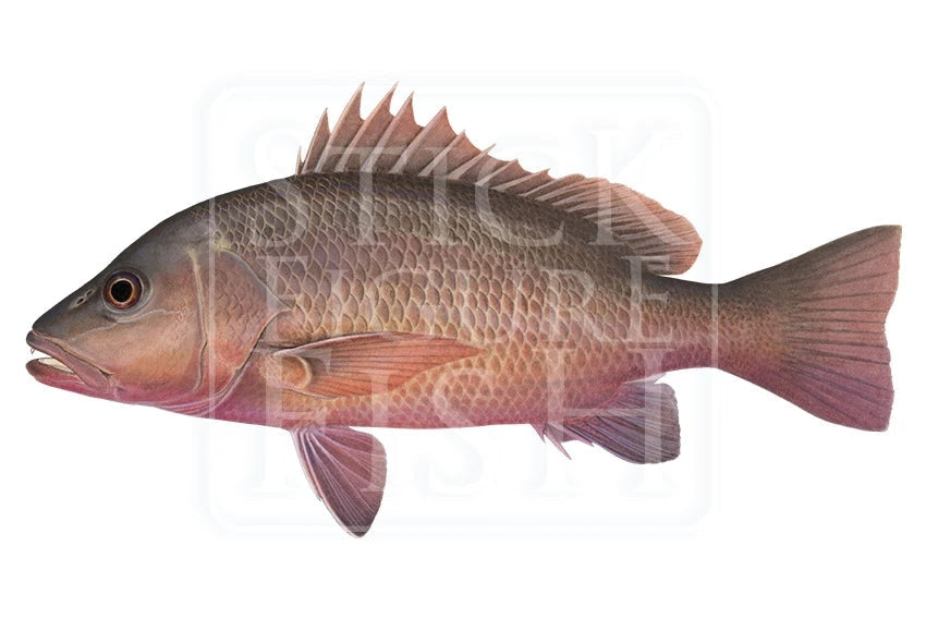 Mangrove Jack – Stick Figure Fish Illustration