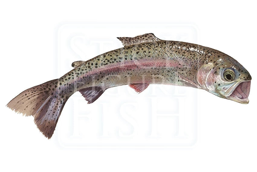 Rainbow Trout – Stick Figure Fish Illustration