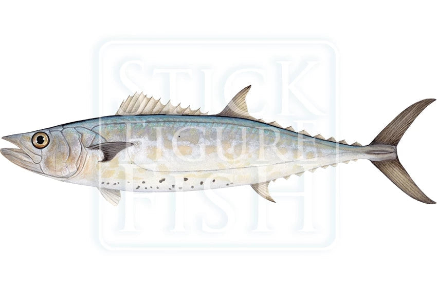 Shark Mackerel – Stick Figure Fish Illustration