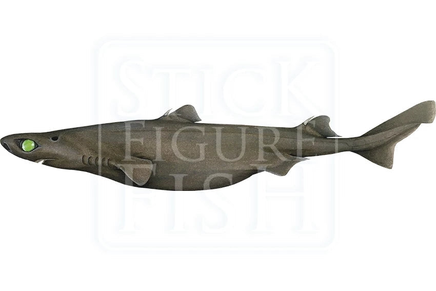 Southern Lanternshark – Stick Figure Fish Illustration