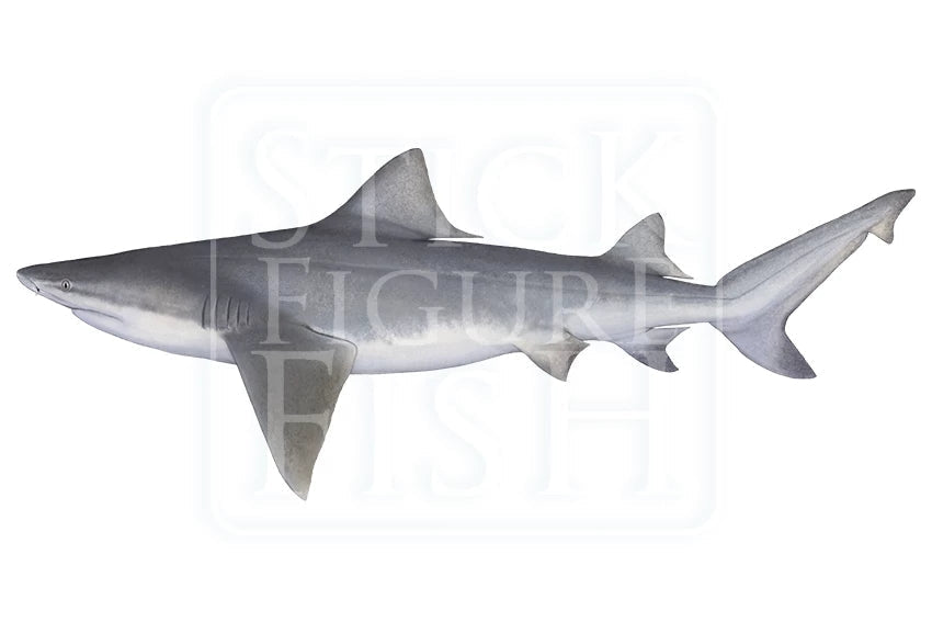 Speartooth Shark – Stick Figure Fish Illustration