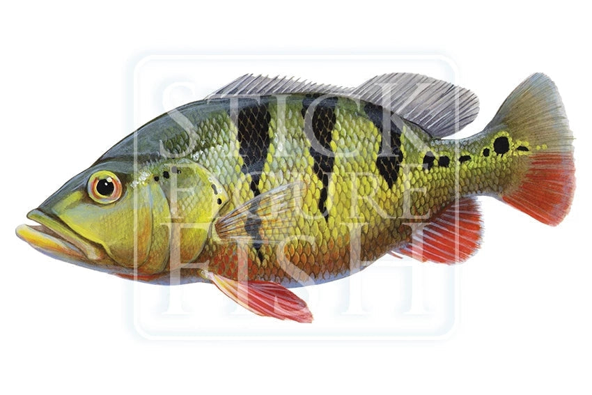 Speckled Peacock Bass (Pavon) – Stick Figure Fish Illustration
