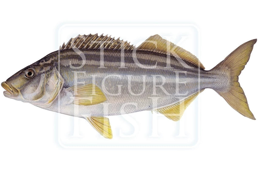 Striped Trumpeter – Stick Figure Fish Illustration