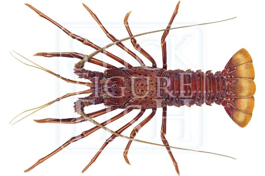 Western Rock Lobster – Stick Figure Fish Illustration