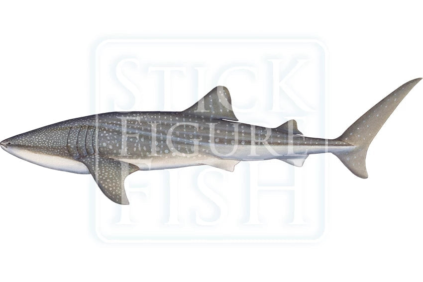 Whale Shark – Stick Figure Fish Illustration