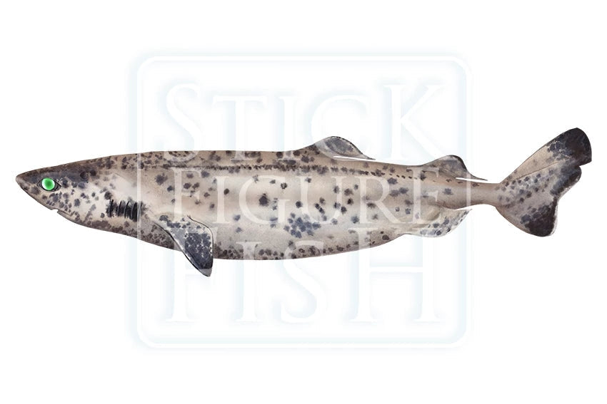 Whitetail Dogfish – Stick Figure Fish Illustration