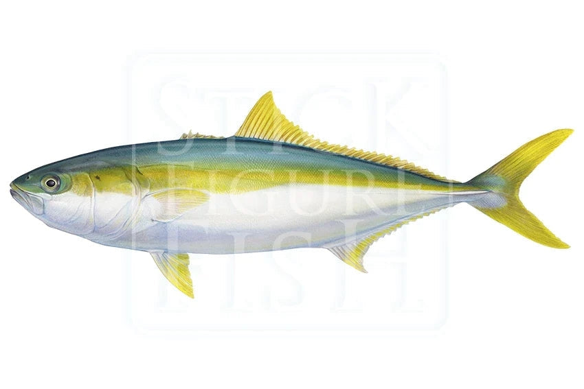 Yellowtail Kingfish – Stick Figure Fish Illustration