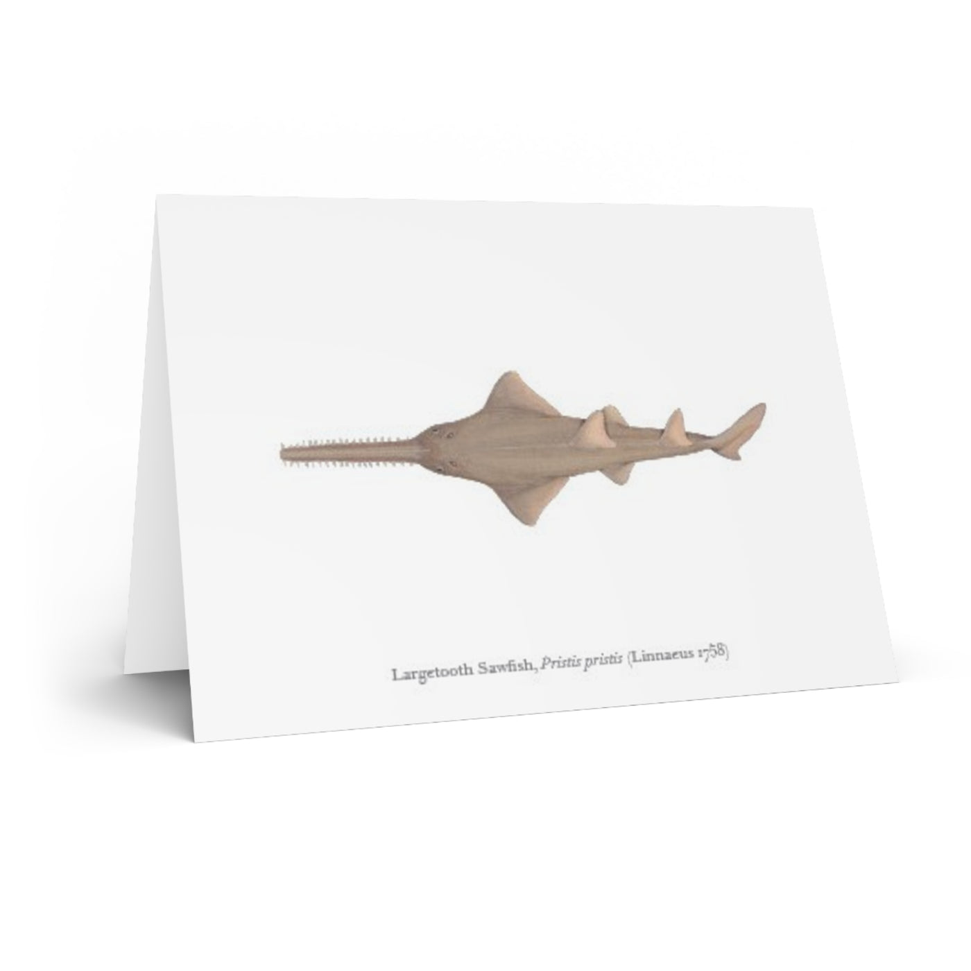 Stick Figure Fish Ilustration – Stick Figure Fish Illustration