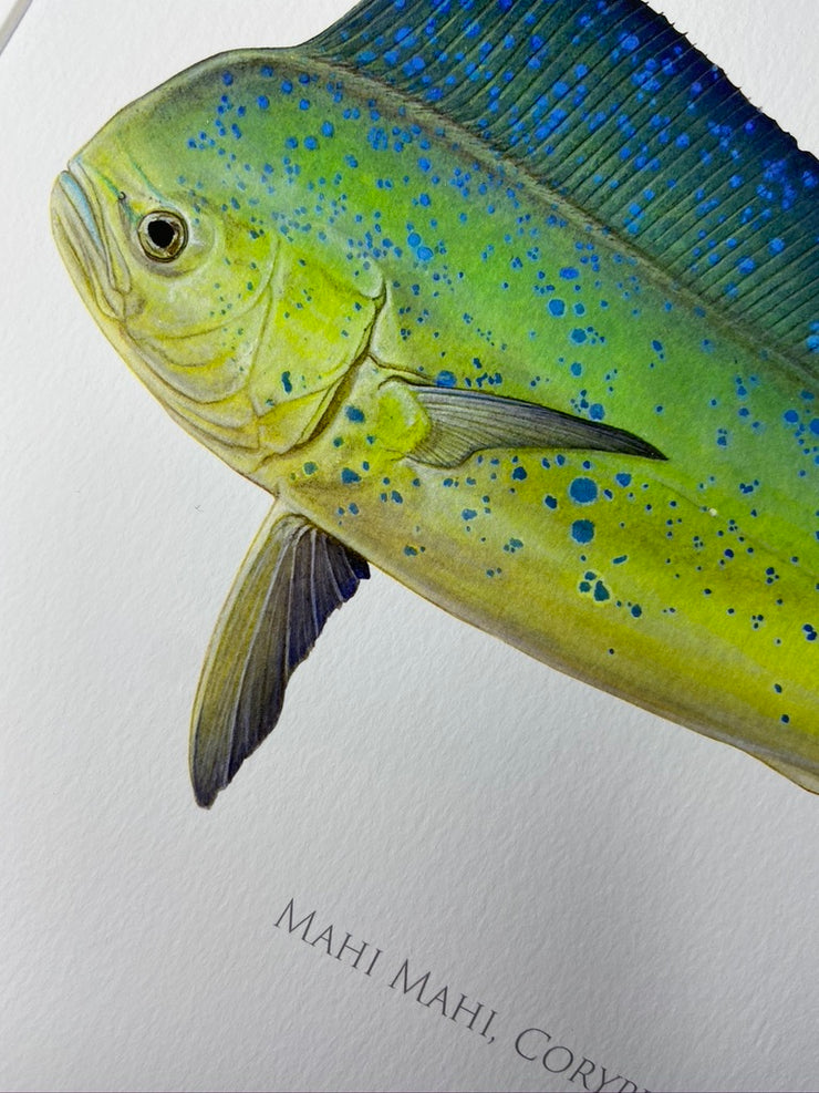 Stick Figure Fish Ilustration – Stick Figure Fish Illustration