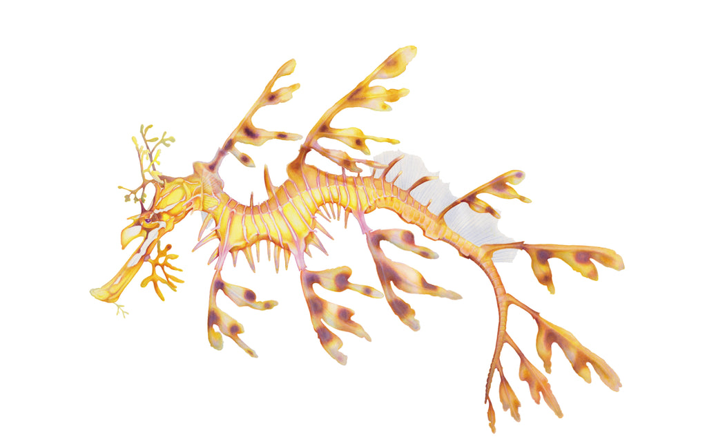 Stick Figure Fish Ilustration – Stick Figure Fish Illustration