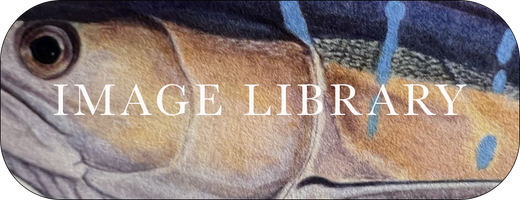 Stick Figure Fish Ilustration – Stick Figure Fish Illustration