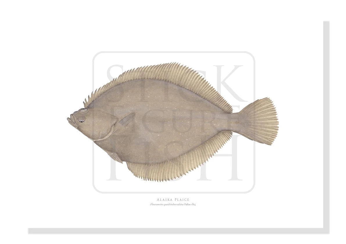 Alaska Plaice - Fine Art Print – Stick Figure Fish Illustration