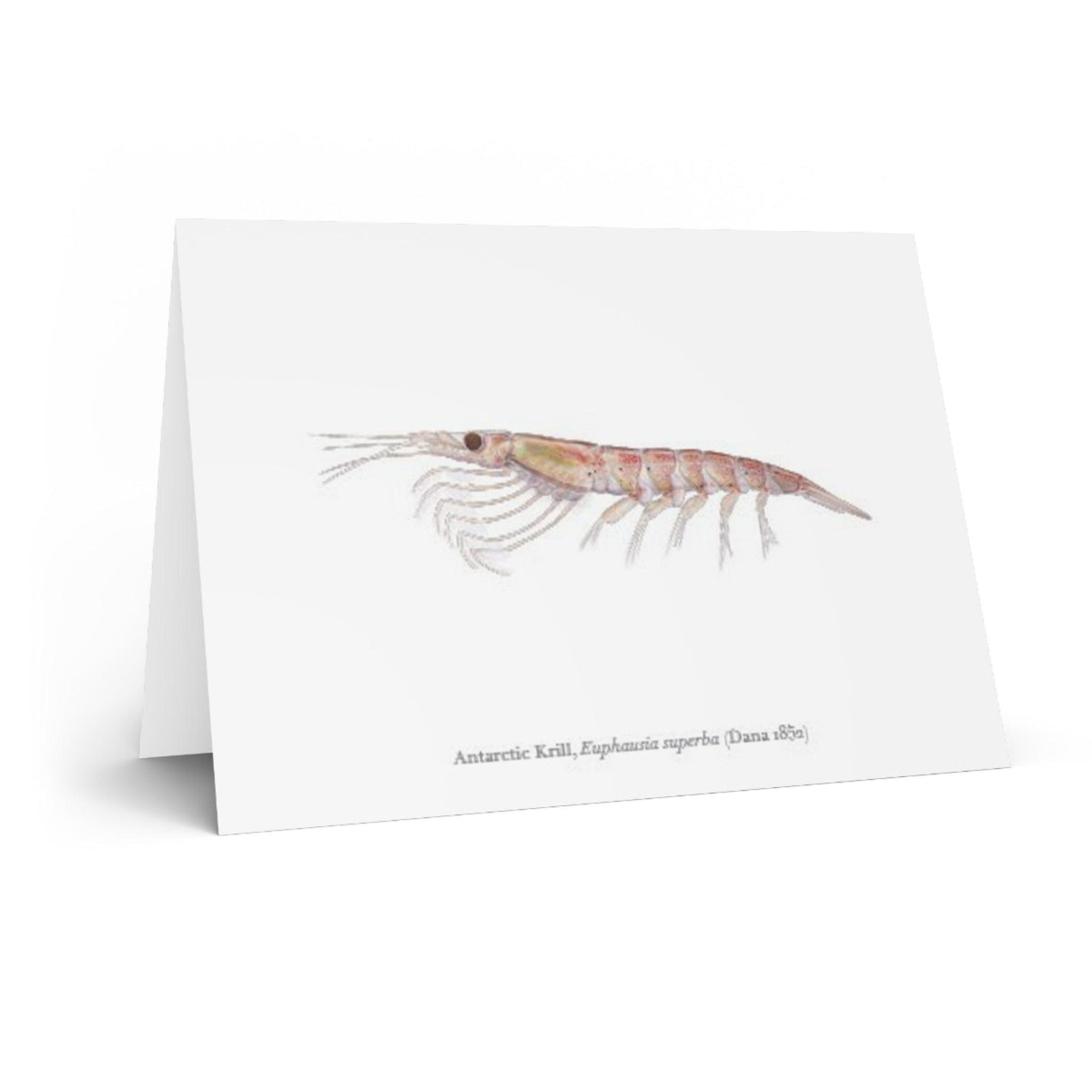 Antarctic Krill Card – Stick Figure Fish Illustration