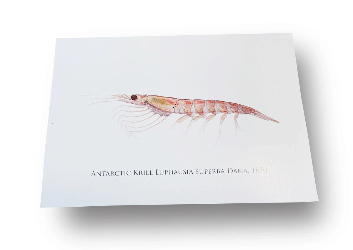 Antarctic Krill Card – Stick Figure Fish Illustration