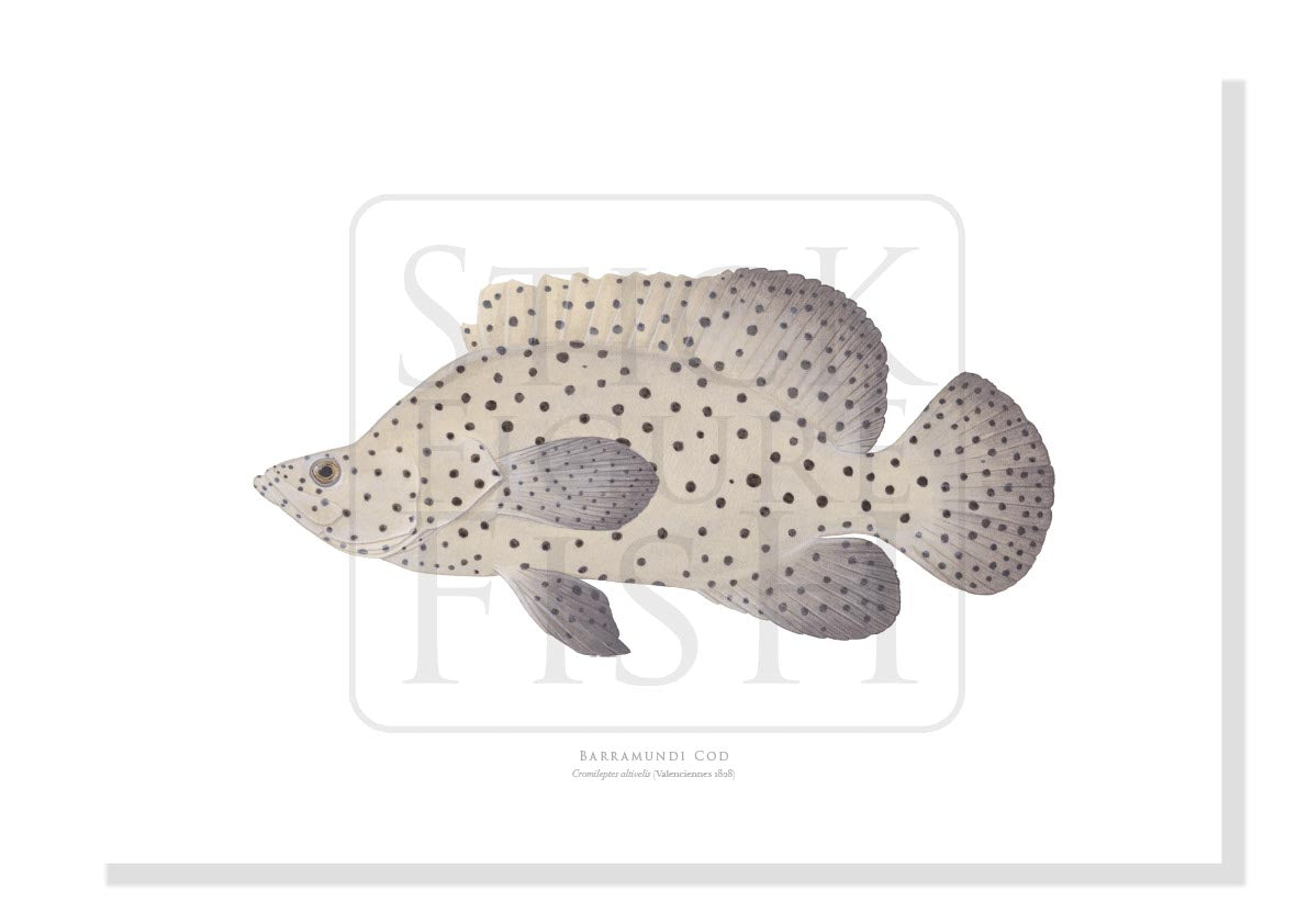 Barramundi Cod - Fine Art Print – Stick Figure Fish Illustration