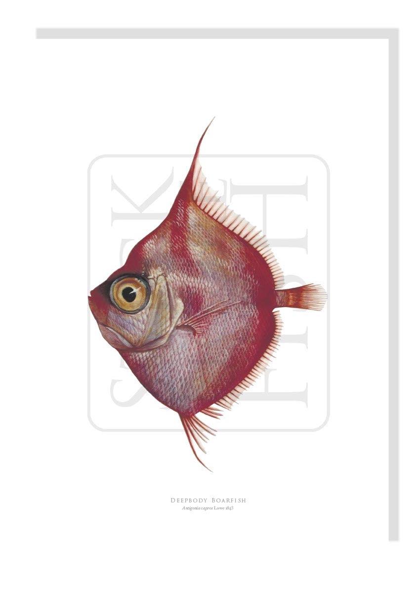 Deepbody Boarfish, Antigonia capros Lowe, 1843 - Fine Art Print – Stick ...