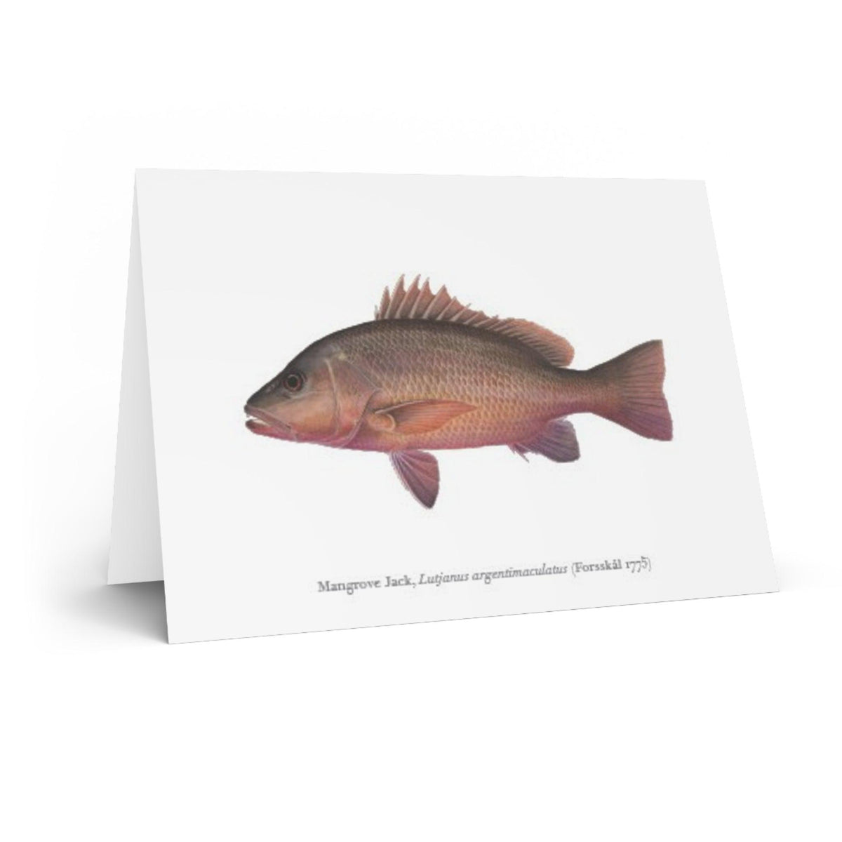 Mangrove Jack Greeting Card – Stick Figure Fish Illustration