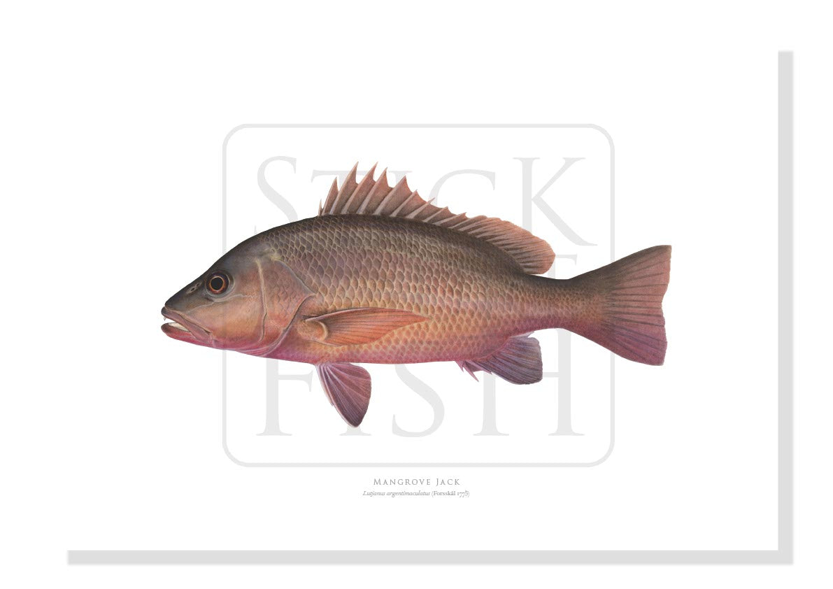 Mangrove Jack, Lutjanus argentimaculatus (Forsskål 1775) - Fine Art Pr ...