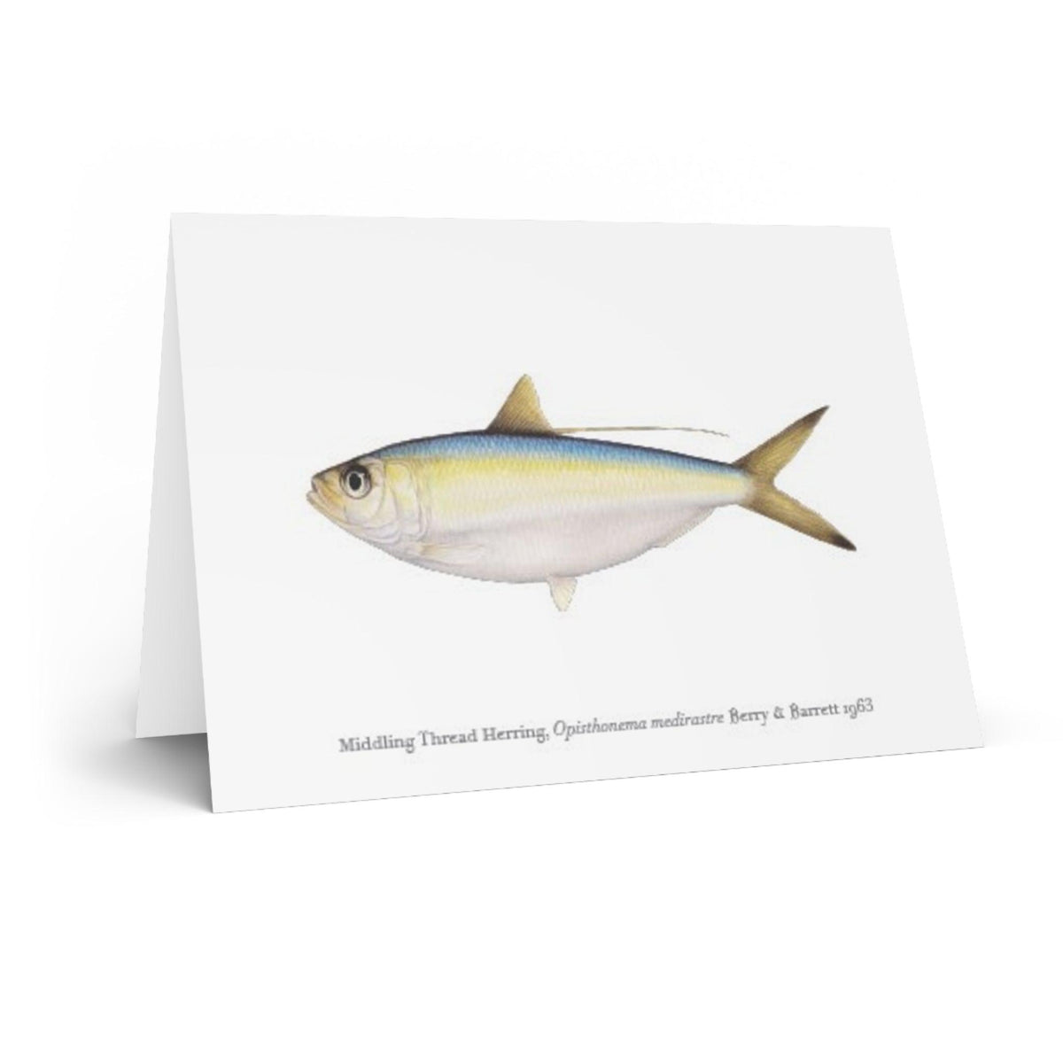 Middling Thread Herring Greeting Card – Stick Figure Fish Illustration