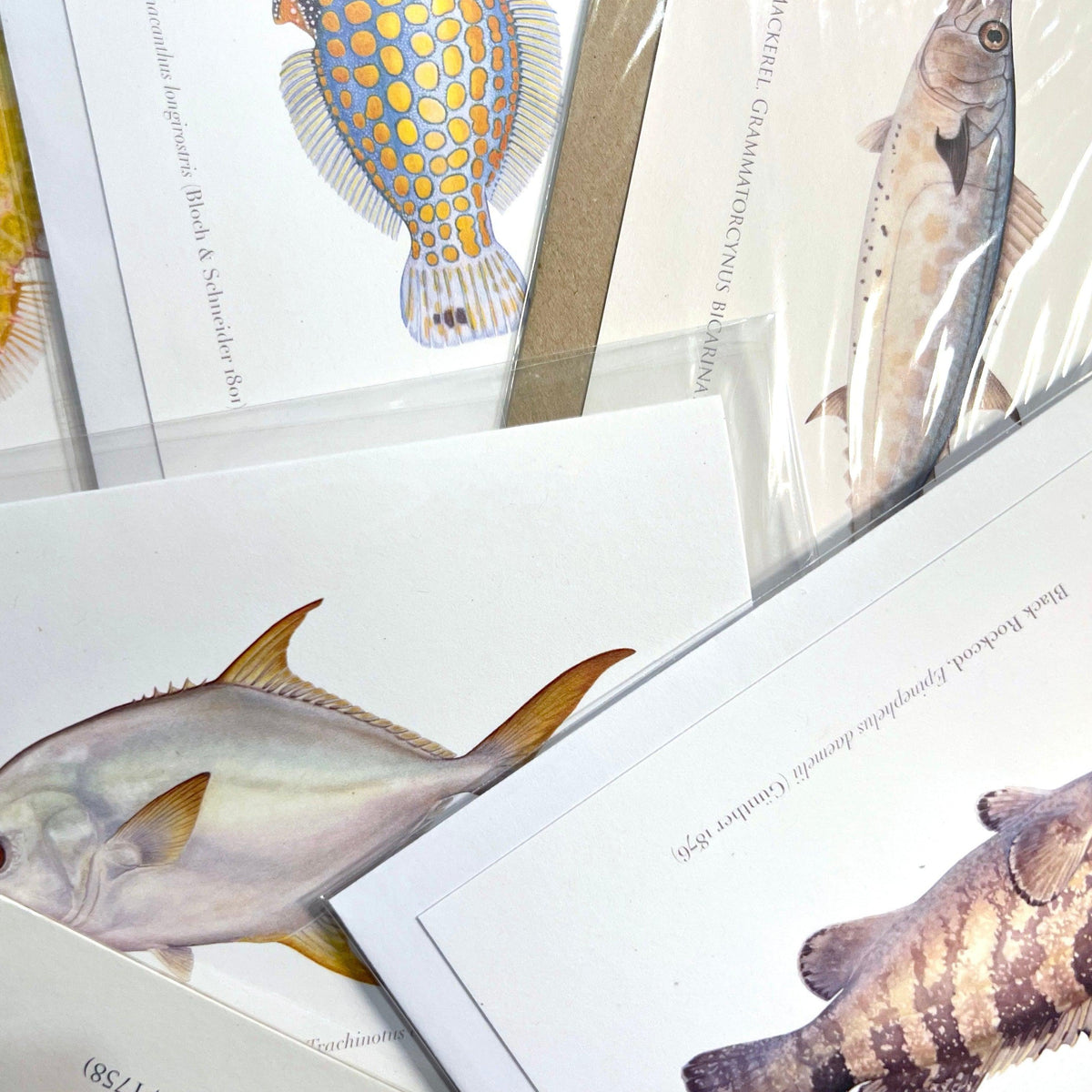 Mystery Greeting Card – Stick Figure Fish Illustration