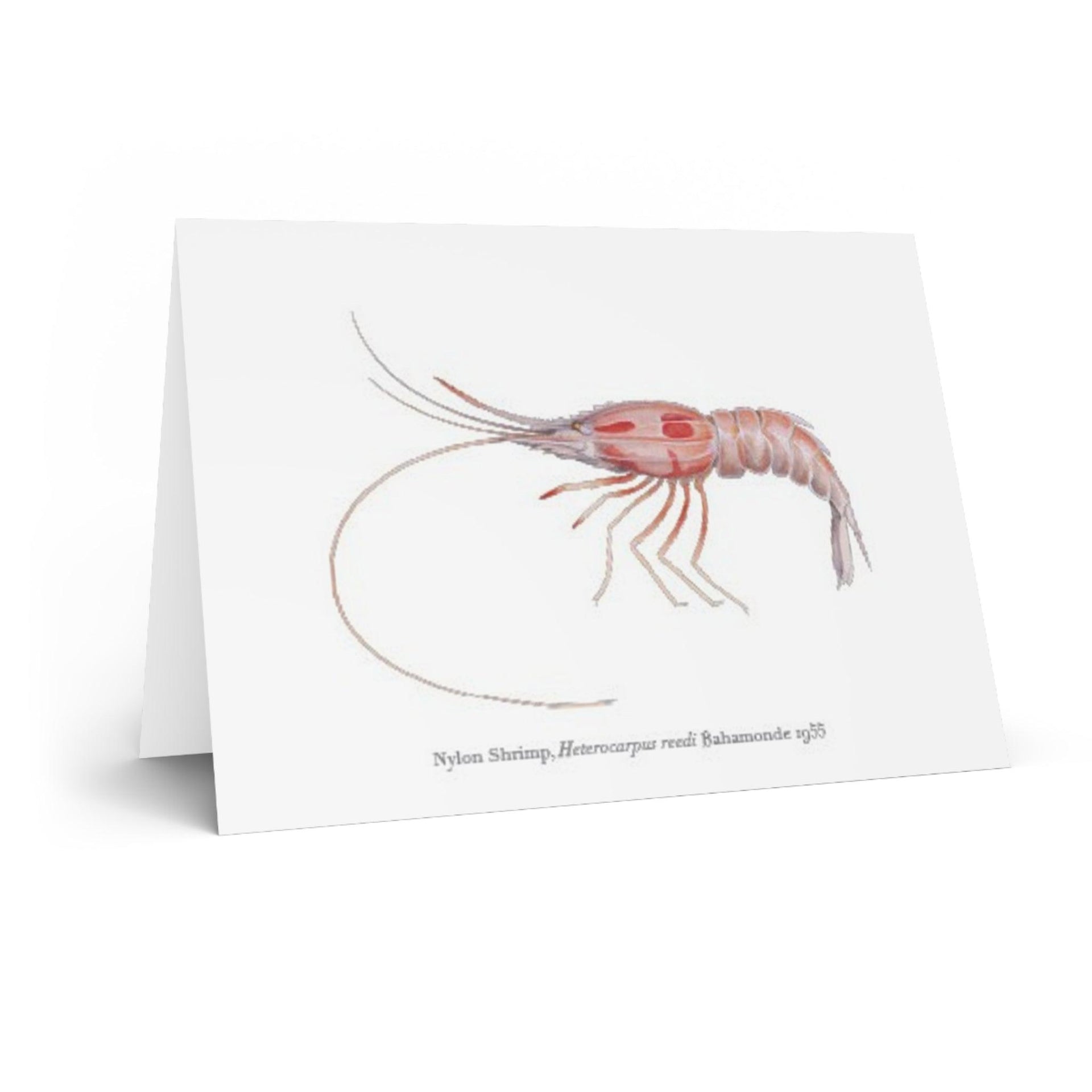 Nylon Shrimp Greeting Card – Stick Figure Fish Illustration