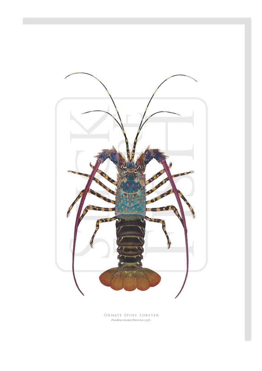 Ornate Spiny Lobster (version 2) - Fine Art Print – Stick Figure Fish ...