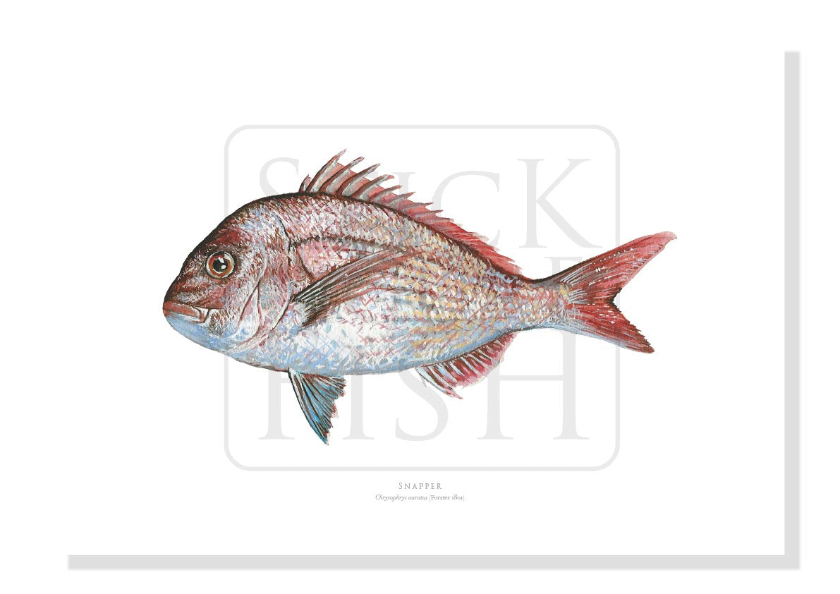 Pink Snapper, Chrysophrys auratus (Forster 1801) - Fine Art Print ...