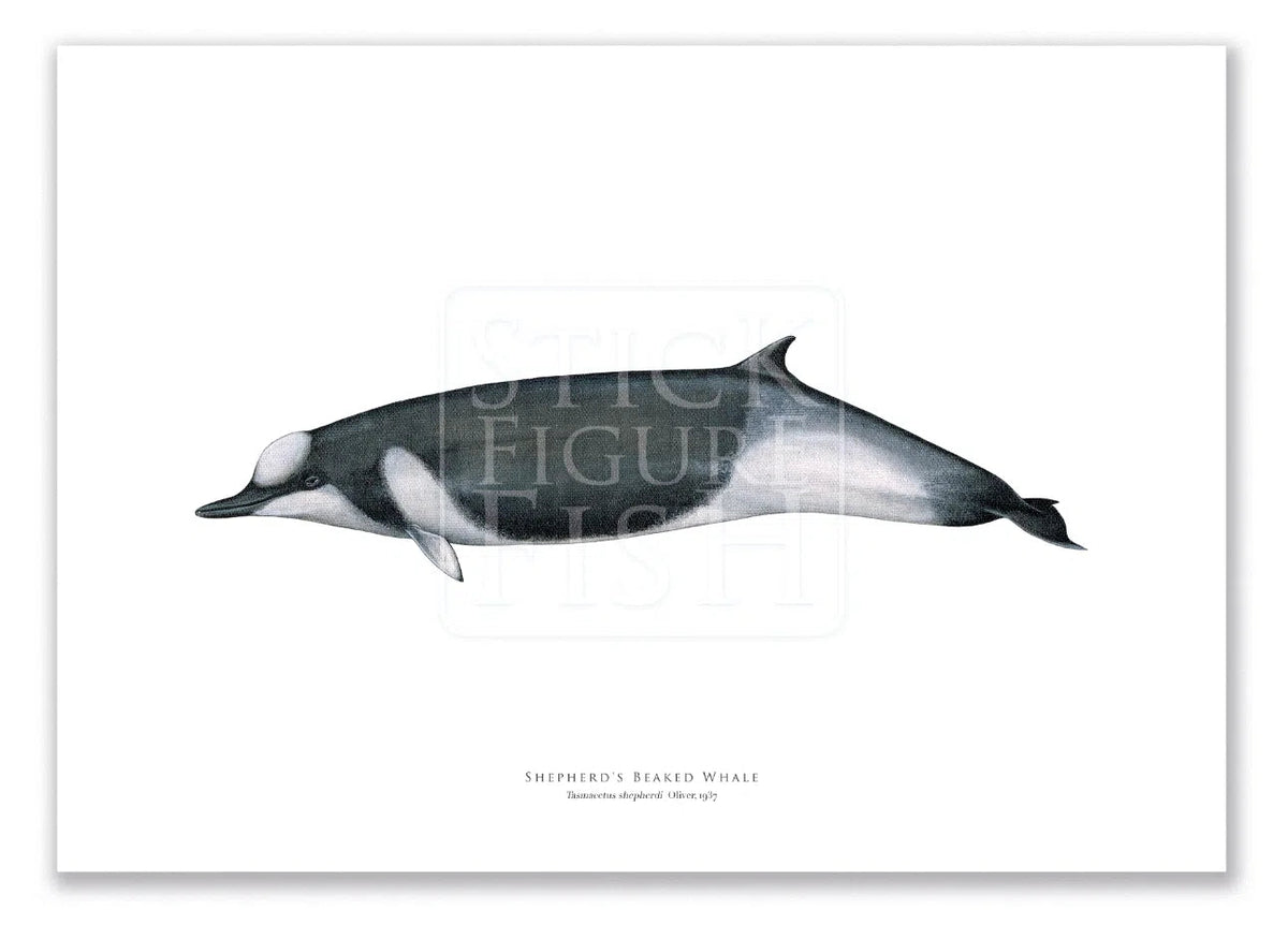 Shepherd's Beaked Whale, Tasmacetus shepherdi Oliver, 1937 - Fine Art ...