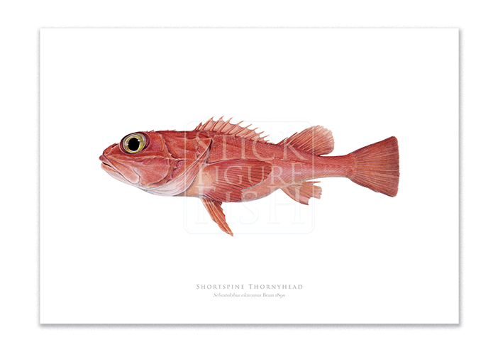 Shortspine Thornyhead - Fine Art Print – Stick Figure Fish Illustration