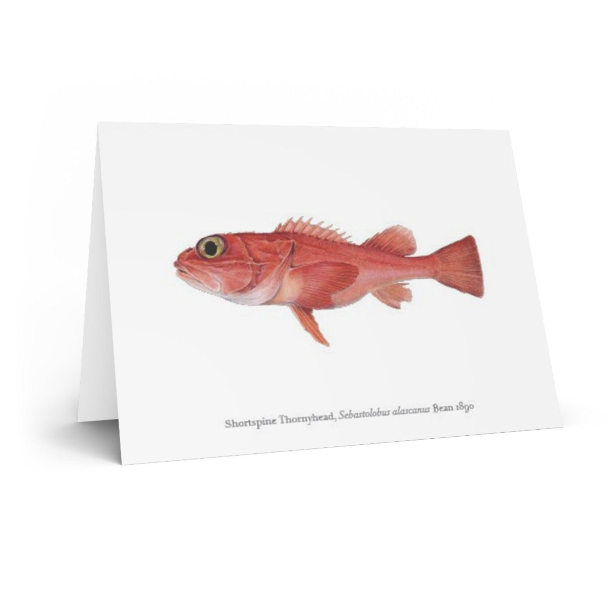 Shortspine Thornyhead Greeting Card – Stick Figure Fish Illustration