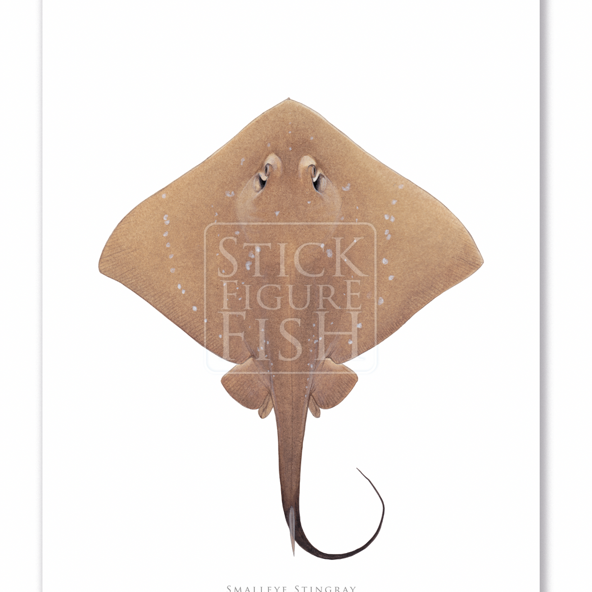 Smalleye Stingray, Megatrygon microps (Annandale 1908) - Fine Art Prin ...