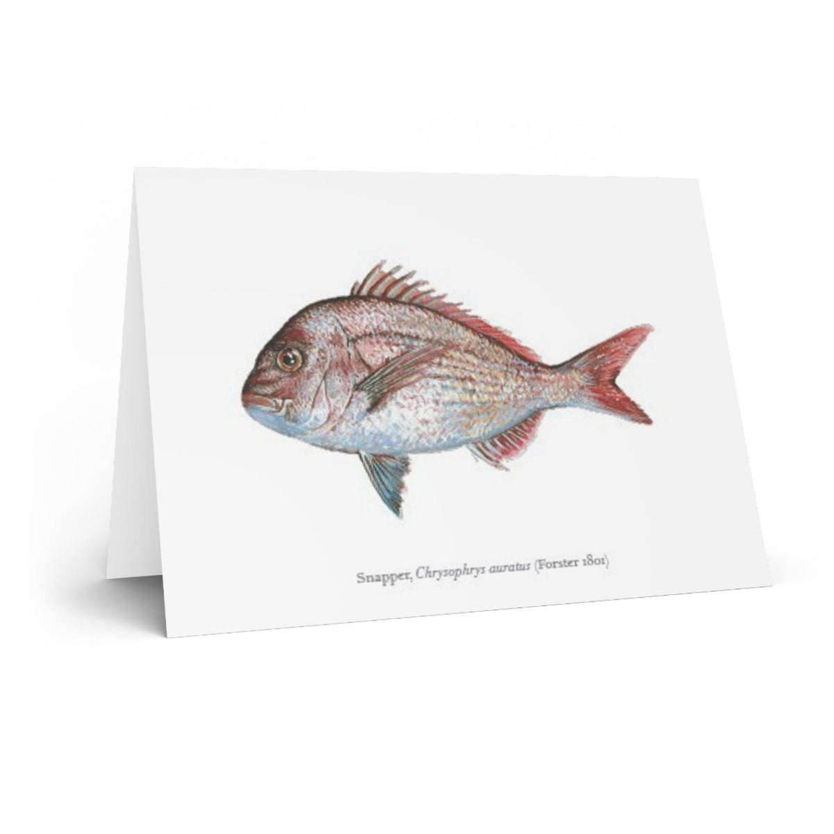 Snapper Greeting Card – Stick Figure Fish Illustration