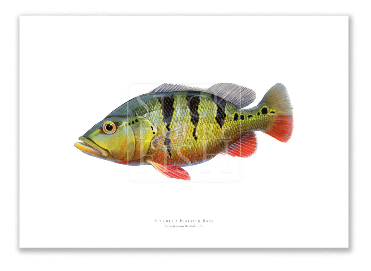 Speckled Peacock Bass (Pavon), Cichla temensis Humboldt 1821 - Fine Ar ...
