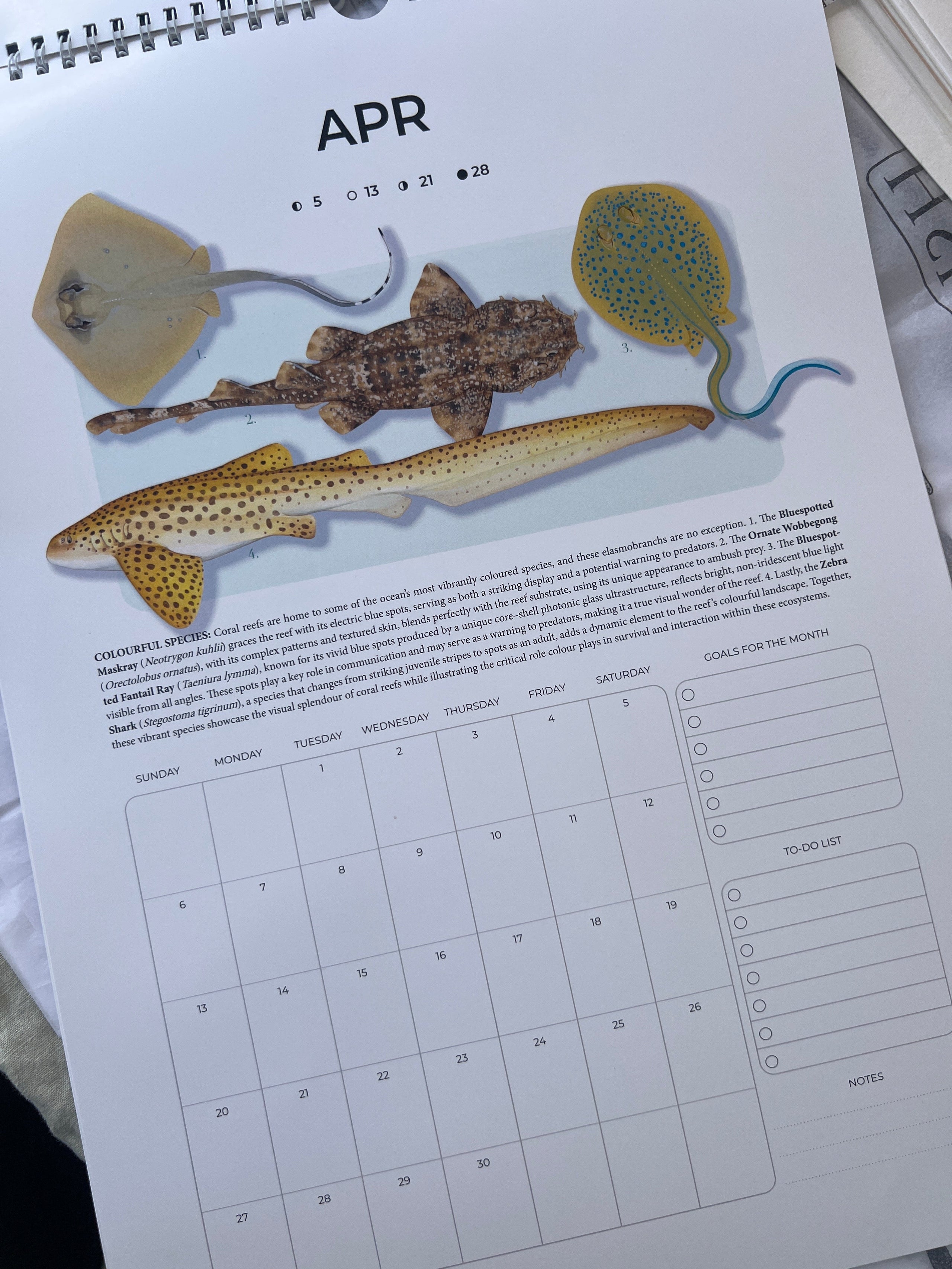 Stick Figure Fish 2025 Limited Edition Calendar - Sharks & Rays of the ...