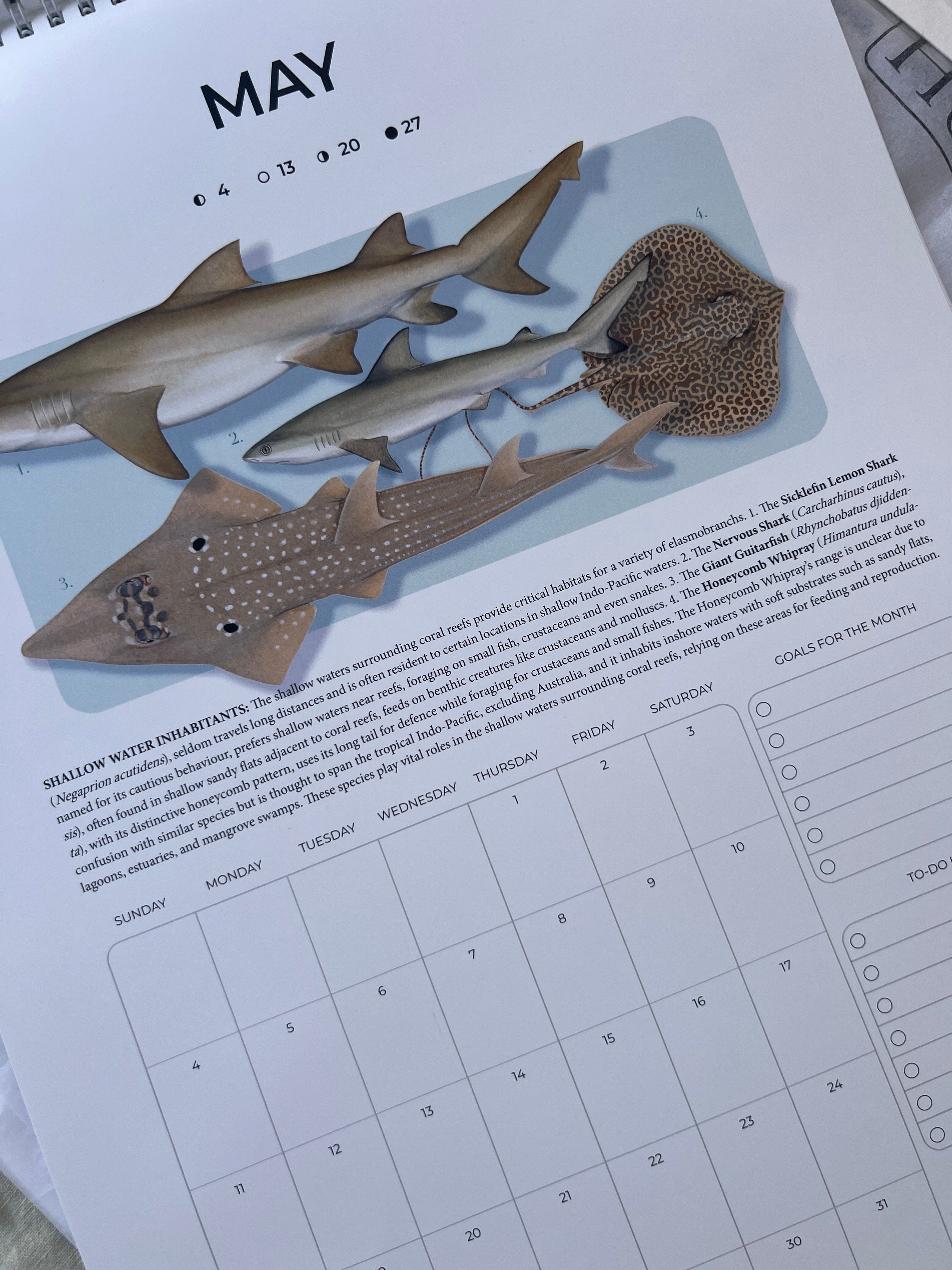 Stick Figure Fish 2024 Limited Edition Calendar - Sharks & Rays of the ...